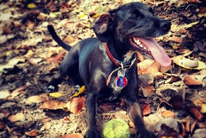 Green Pet Products For Your Eco Friendly Pet