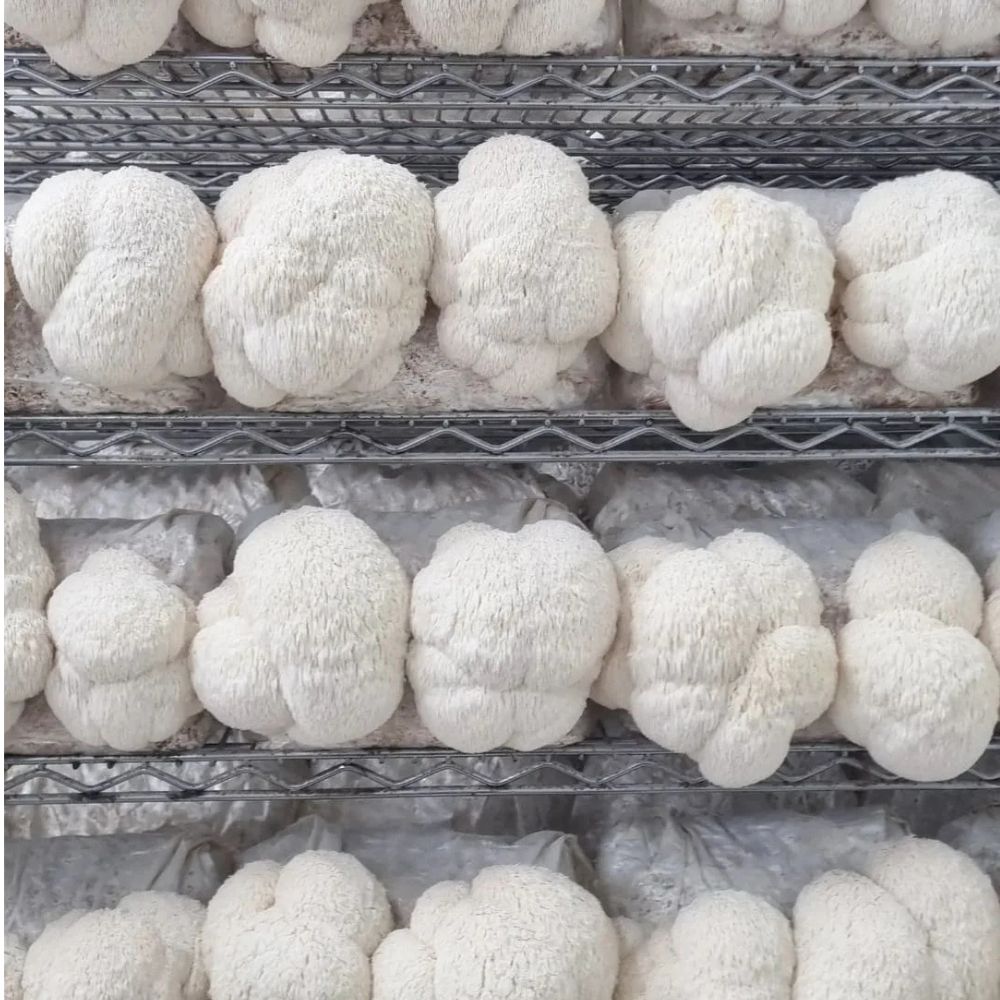 What Is The Best Bread Flour in Australia?