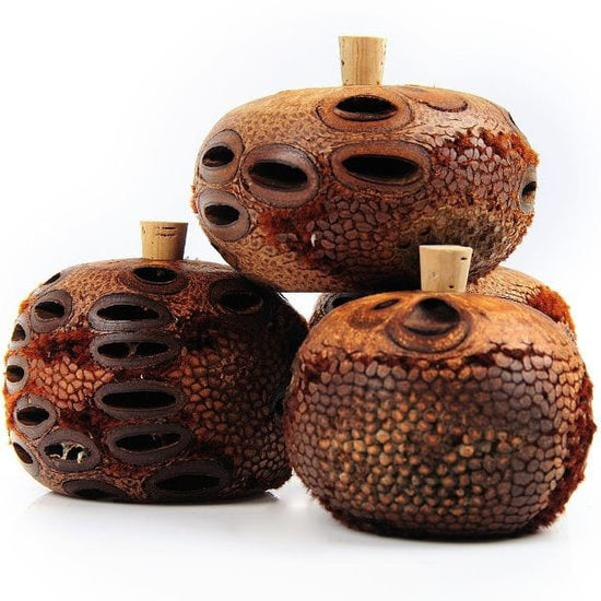 Buy Banksia Aroma Pod Diffuser Online