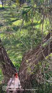 Buy Banksia Aroma Pod Diffuser Online