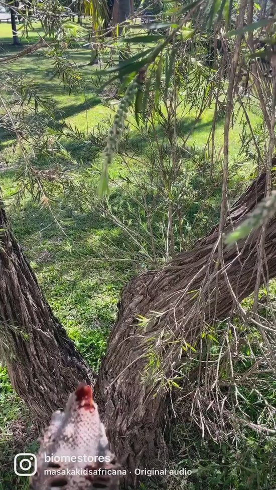 Buy Banksia Aroma Pod Diffuser Online