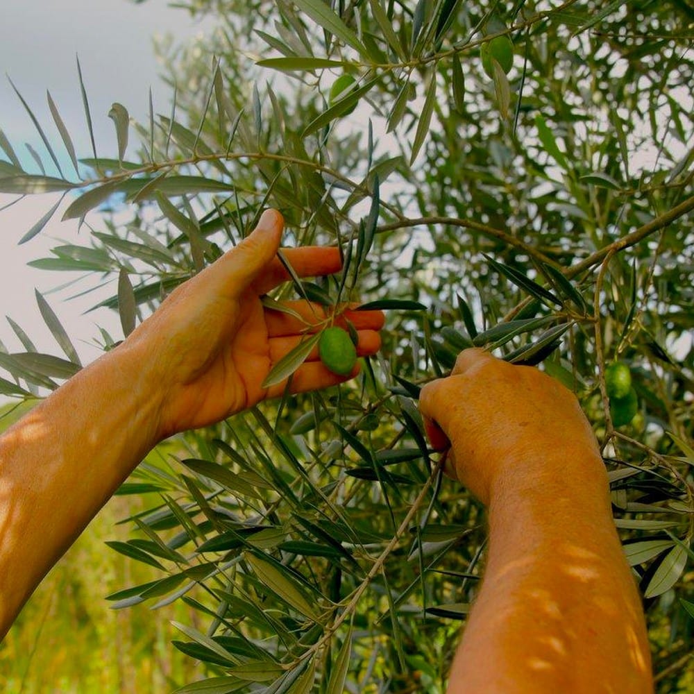 Castile Soap Australia – Biome